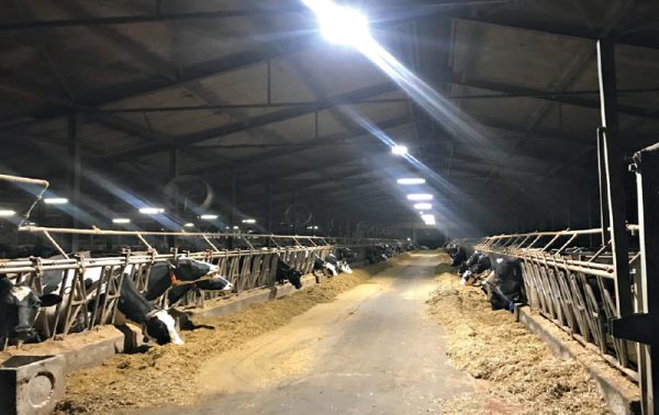 Photoperiod lighting – Arienti GP